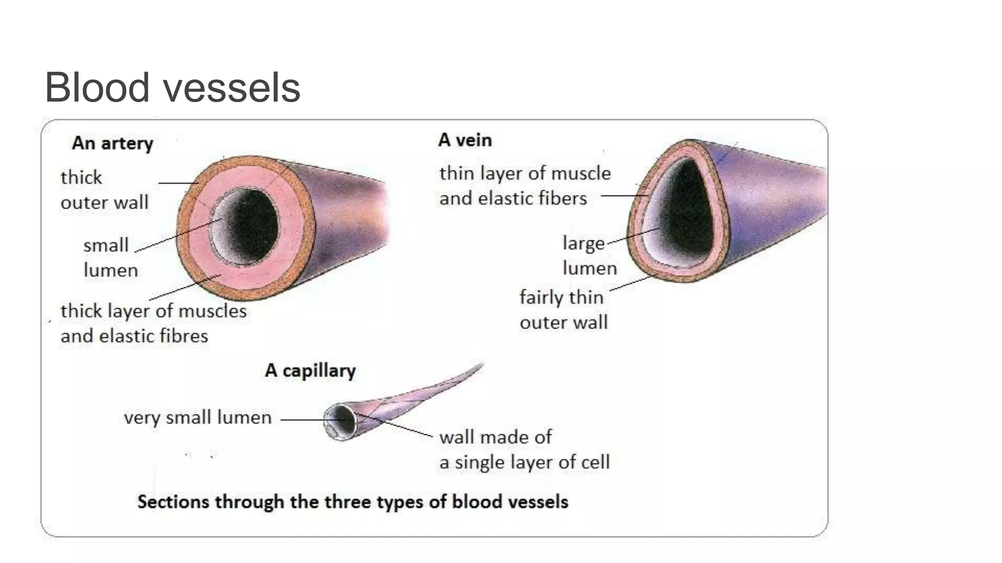 Class vii blood and circulation | PPTX