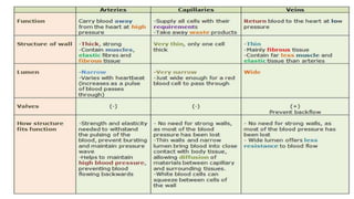 Class vii blood and circulation | PPTX