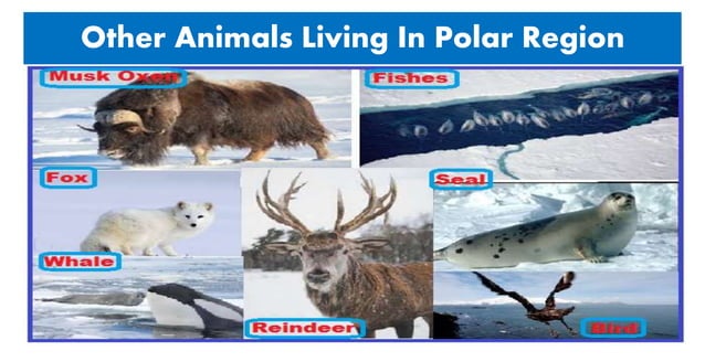 Class vii weather climate and adaptations of animals to climate- manju ...