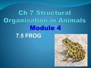 Class_XI_Biology_Structural Orgganization in Animals M 4 PPT.pdf