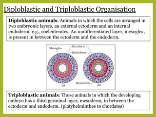Class xi ch 4 | PPTX