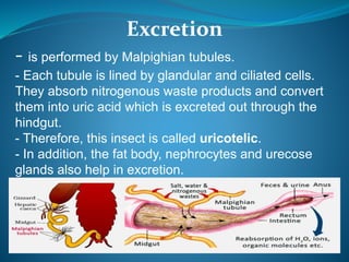 Class_XI_M 3 PPT XI Bio Ch 7 STRUCTURAL ORGANISATION IN ...