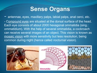 Class_XI_M 3 PPT XI Bio Ch 7 STRUCTURAL ORGANISATION IN ...