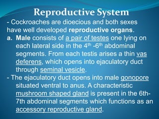Class_XI_M 3 PPT XI Bio Ch 7 STRUCTURAL ORGANISATION IN ...
