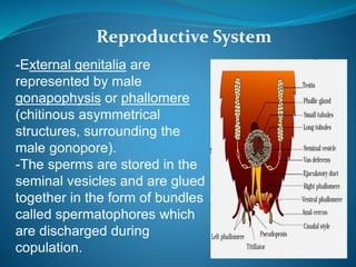 Class_XI_M 3 PPT XI Bio Ch 7 STRUCTURAL ORGANISATION IN ...