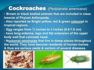 Class_XI_M 3 PPT XI Bio Ch 7 STRUCTURAL ORGANISATION IN ...