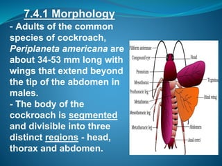 Class_XI_M 3 PPT XI Bio Ch 7 STRUCTURAL ORGANISATION IN ...