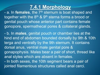 Class_XI_M 3 PPT XI Bio Ch 7 STRUCTURAL ORGANISATION IN ...