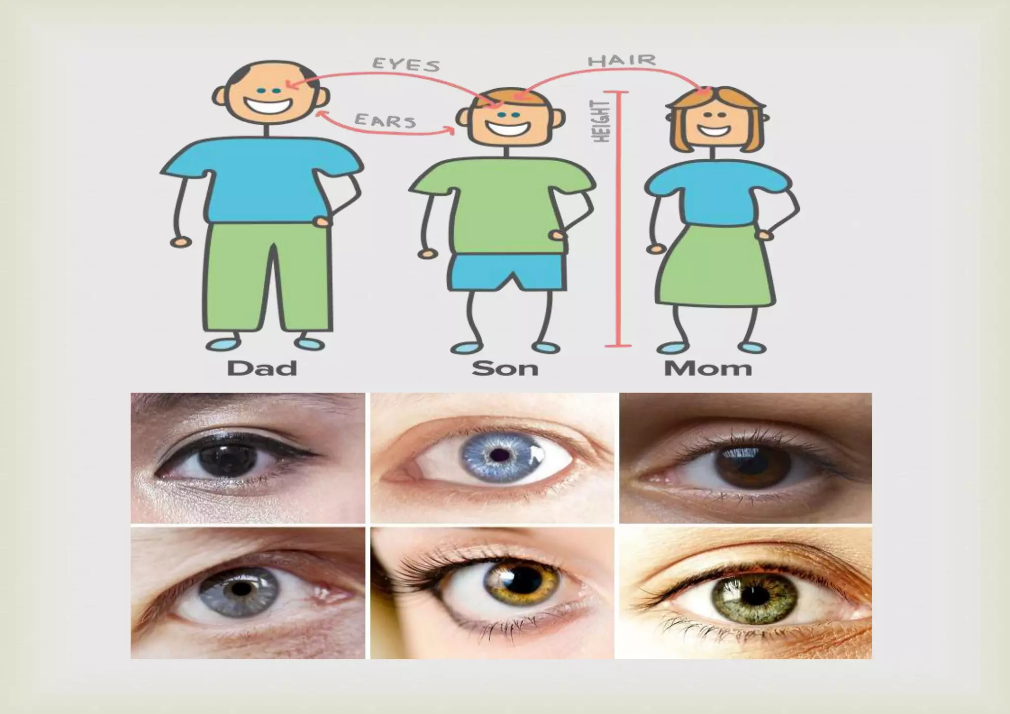 Class _X_Science_Heredity and evolution_PPT pdf.pptx