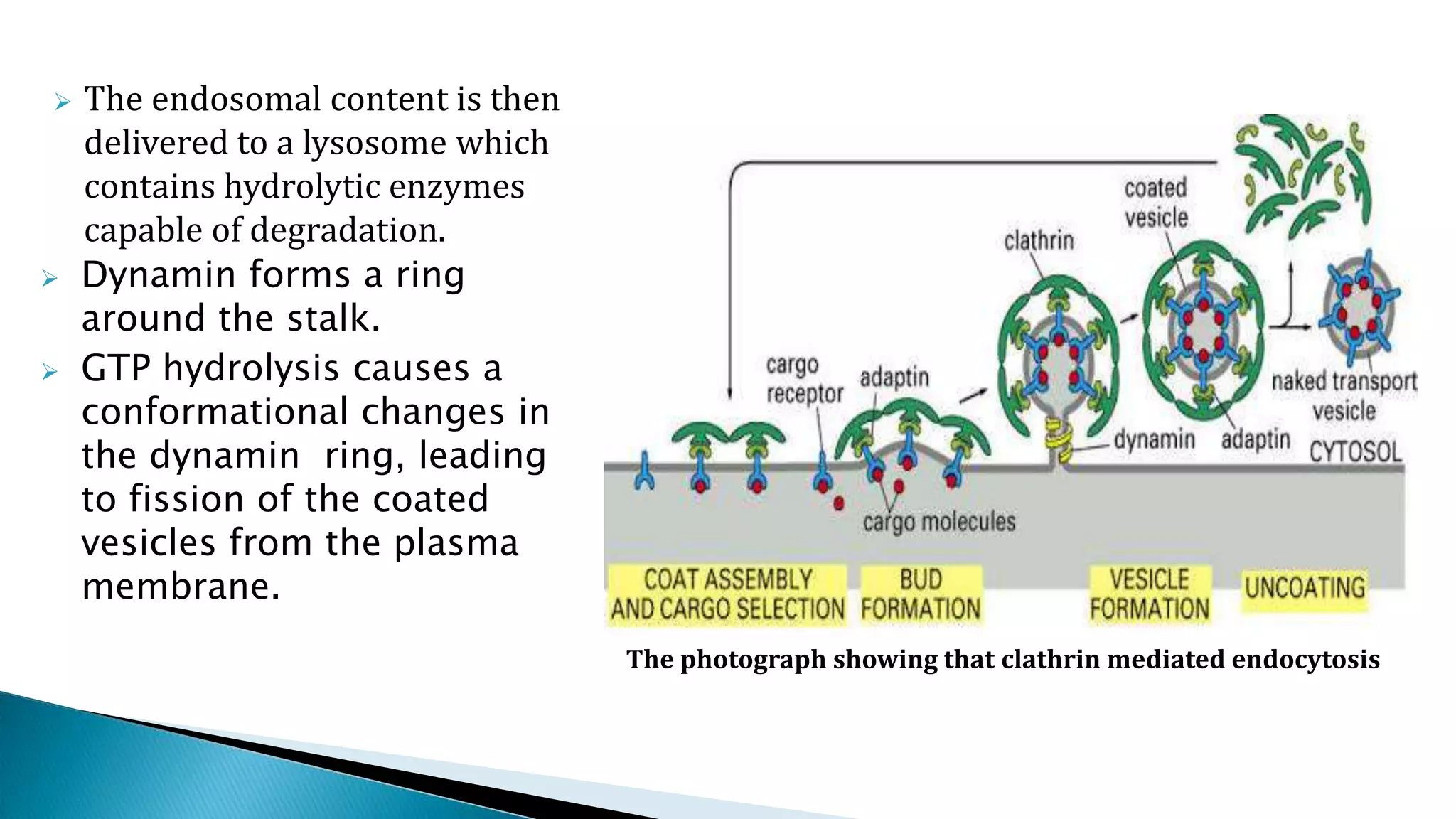 Clathrin coated vesicle | PPTX
