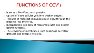 Clathrin coated vesicle | PPTX