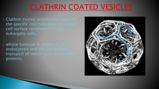 Clathrin coated vesicle | PPTX | Biological Sciences | Science