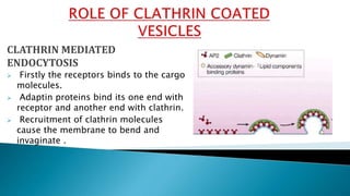 Clathrin coated vesicle | PPTX | Biological Sciences | Science