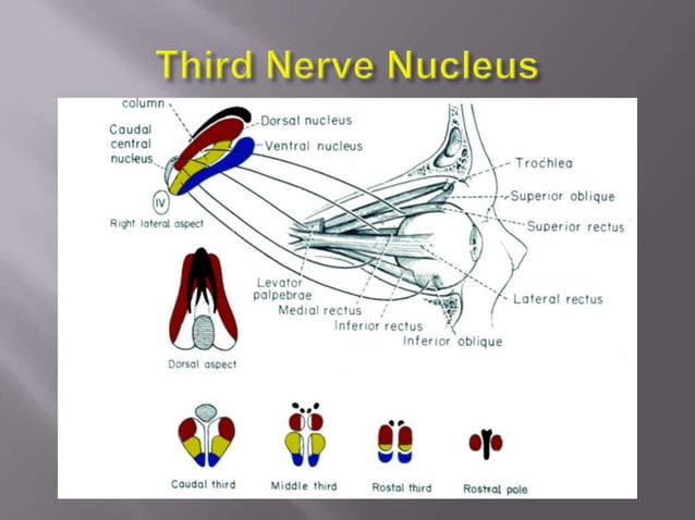 Claudes syndrome | PPT