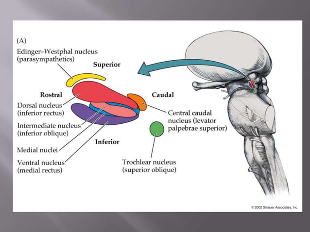 Claudes syndrome | PPT