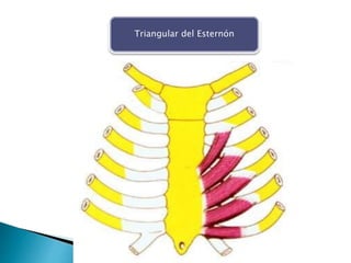 musculos region costal | PPTX