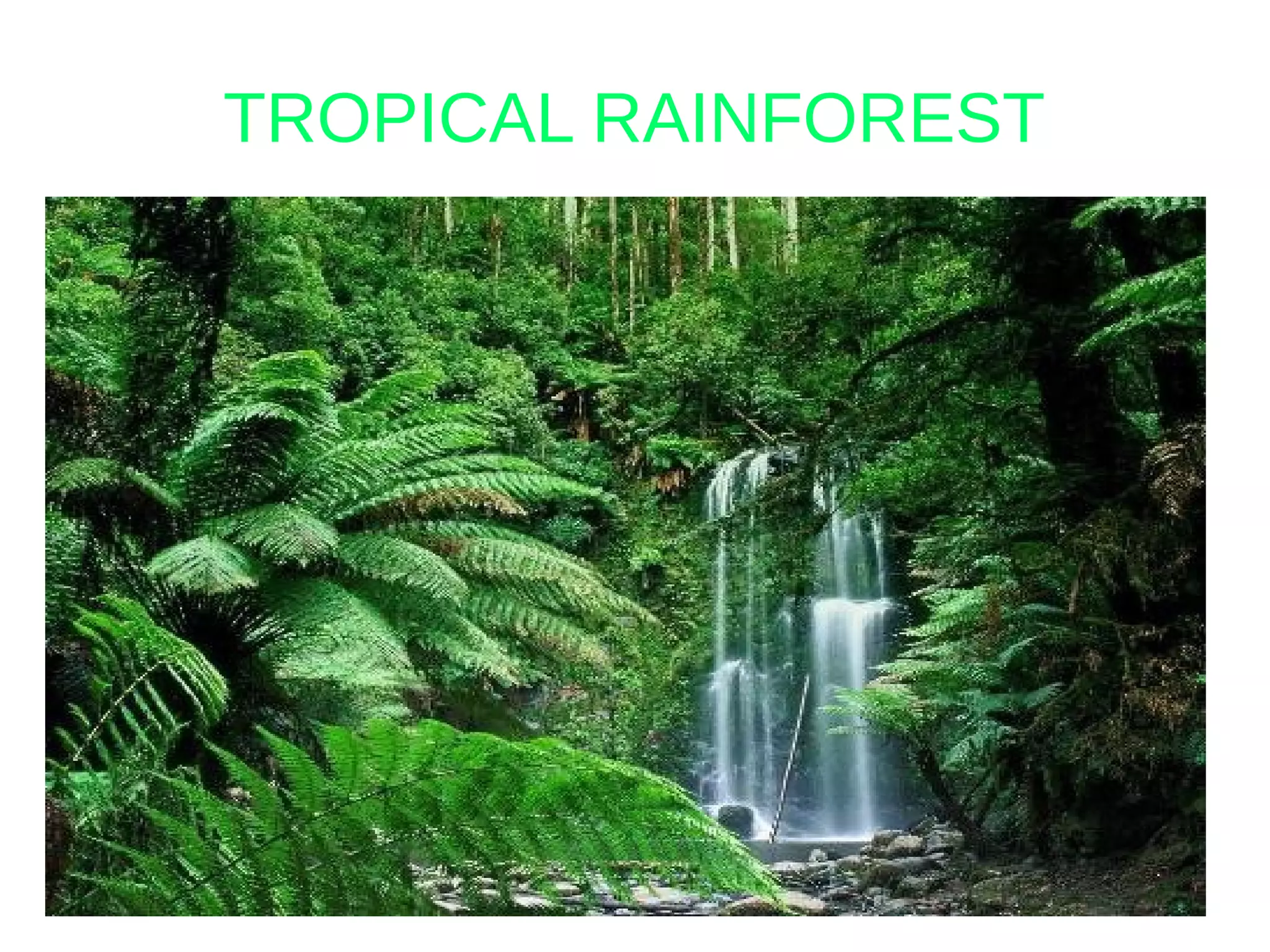 TROPICAL RAINFOREST | ODP | Zoos & Aquariums | Attractions