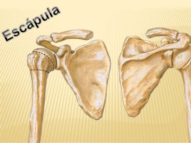 Clavícula, escápula y húmero