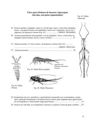 Clave para la identificación de insectos adultos | PDF