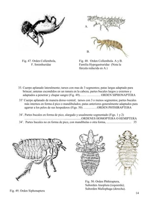 Clave para la identificación de insectos adultos | PDF