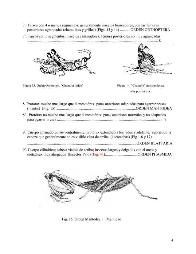 Clave para la identificación de insectos adultos | PDF