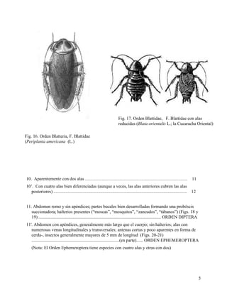 Clave para la identificación de insectos adultos | PDF