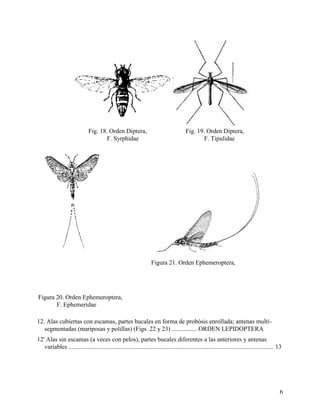 Clave para la identificación de insectos adultos | PDF
