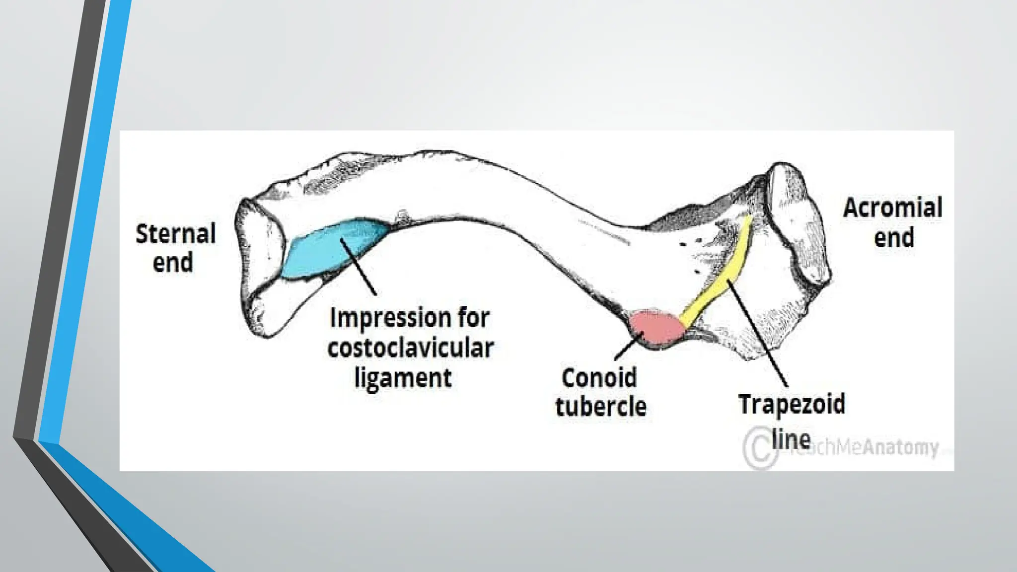 CLAVICAL BONE ANATOMY .pptx BY PRACHI SABLE | PPTX