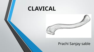 CLAVICAL BONE ANATOMY .pptx BY PRACHI SABLE | PPTX