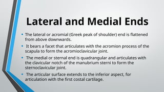 CLAVICAL BONE ANATOMY .pptx BY PRACHI SABLE | PPTX