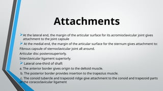 CLAVICAL BONE ANATOMY .pptx BY PRACHI SABLE | PPTX