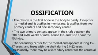CLAVICAL BONE ANATOMY .pptx BY PRACHI SABLE | PPTX