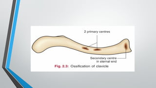 CLAVICAL BONE ANATOMY .pptx BY PRACHI SABLE | PPTX