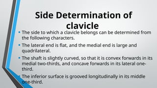 CLAVICAL BONE ANATOMY .pptx BY PRACHI SABLE | PPTX