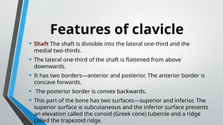 CLAVICAL BONE ANATOMY .pptx BY PRACHI SABLE | PPTX