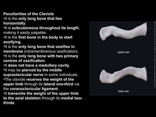 anatomy of CLAVICAL bone with muscular landmarks.ppt