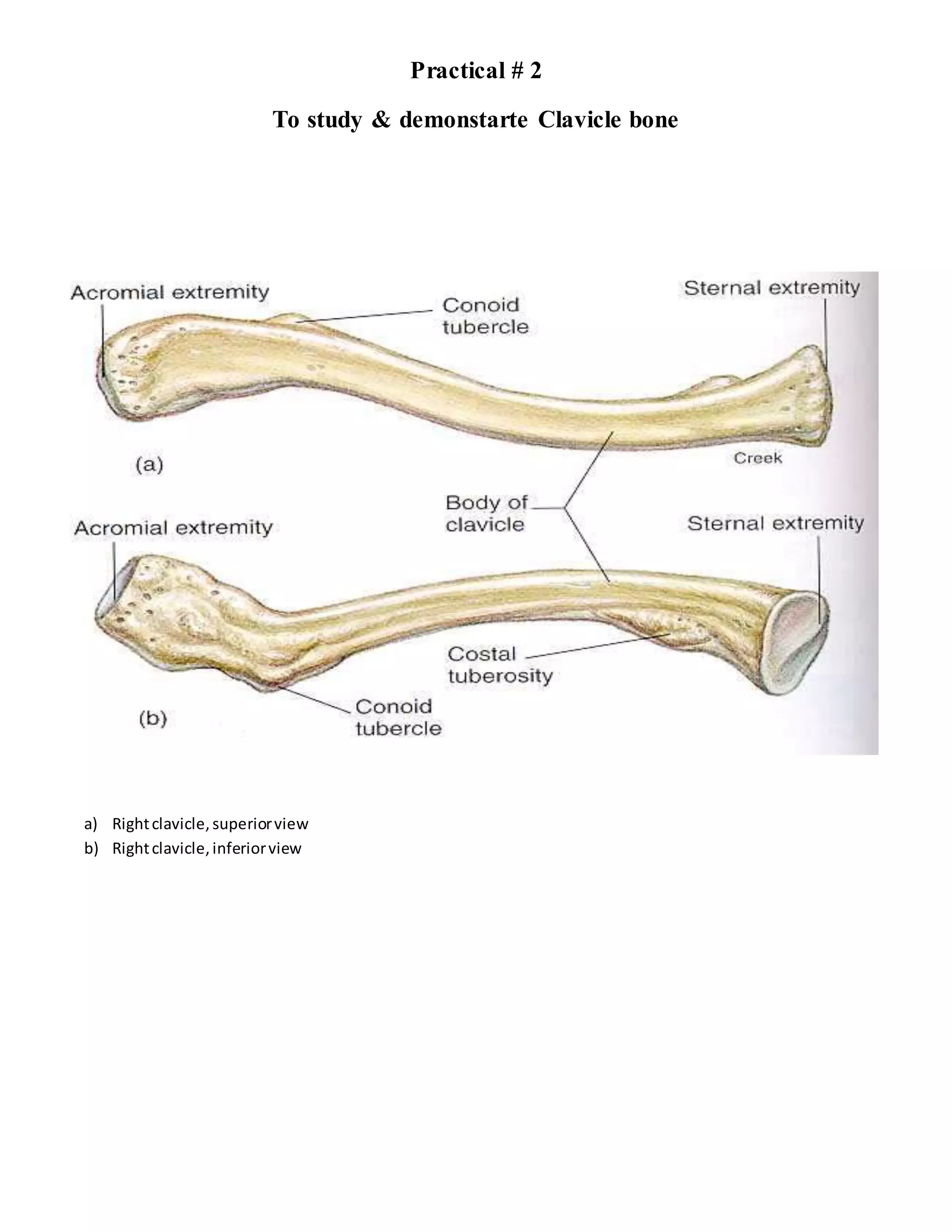 Clavicle | DOCX