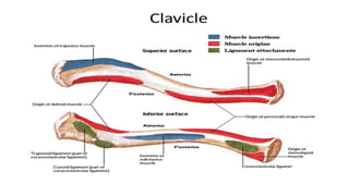 Clavicle | PPTX