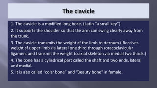 Clavicle | PPTX