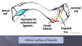 Clavicle | PPTX