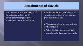 Clavicle | PPTX