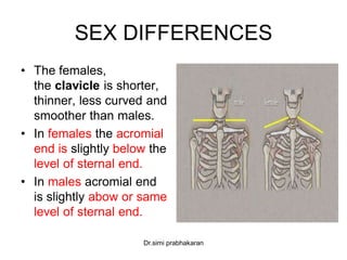 Clavicle | PPT