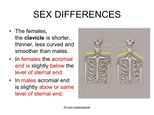 Clavicle | PPT