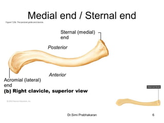 Clavicle | PDF