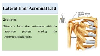 CLAVICLE Bone Osteology: Appendicular skeleton | PPT