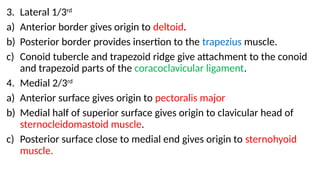 CLAVICLE BONE OF UPPER LIMB AND THORAX.pptx