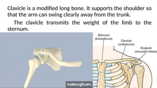 CLAVICLE BONE OF UPPER LIMB AND THORAX.pptx
