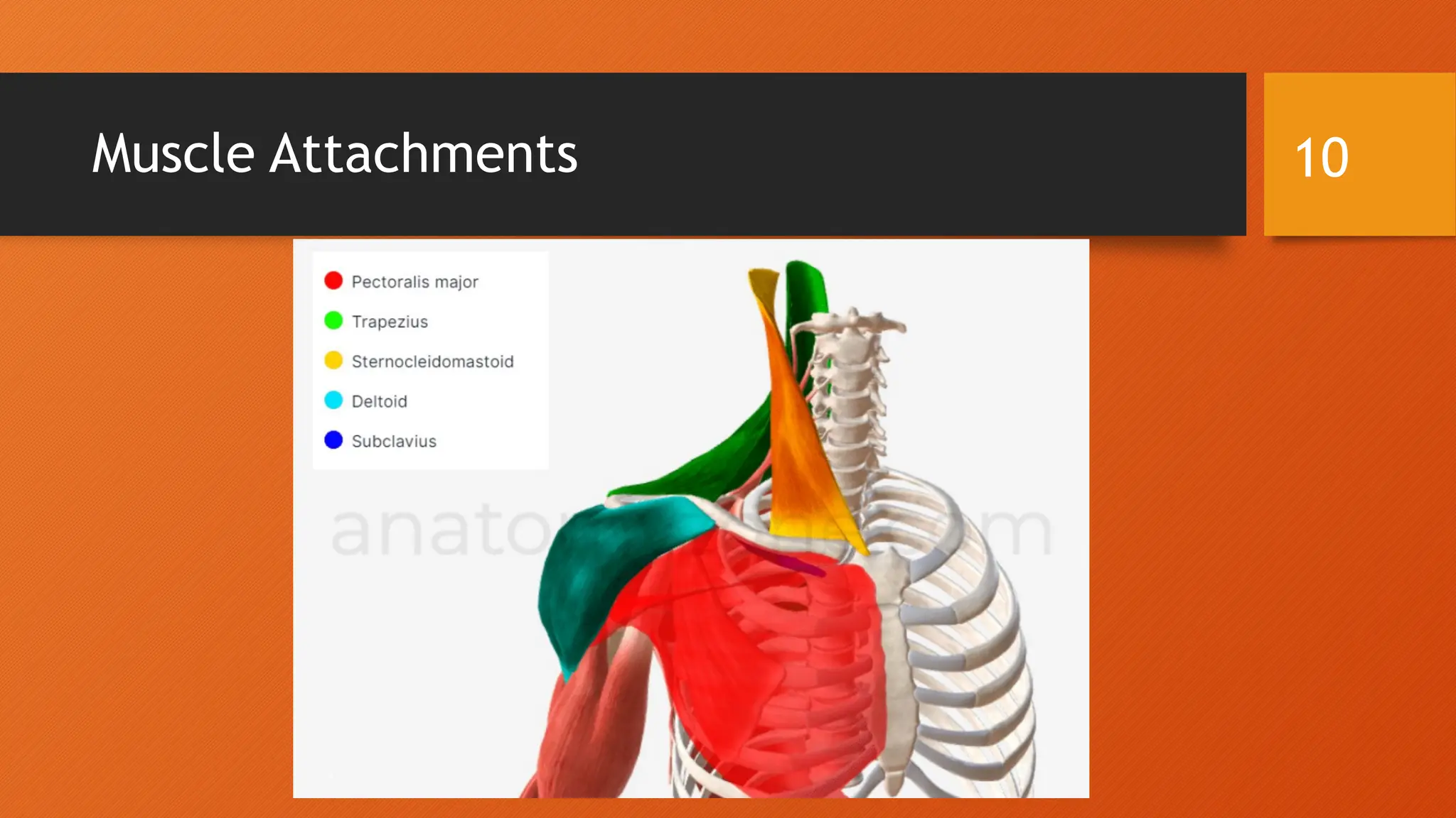 Anatomy of the Clavicle: Structure, Articulations & Muscle Attachments ...
