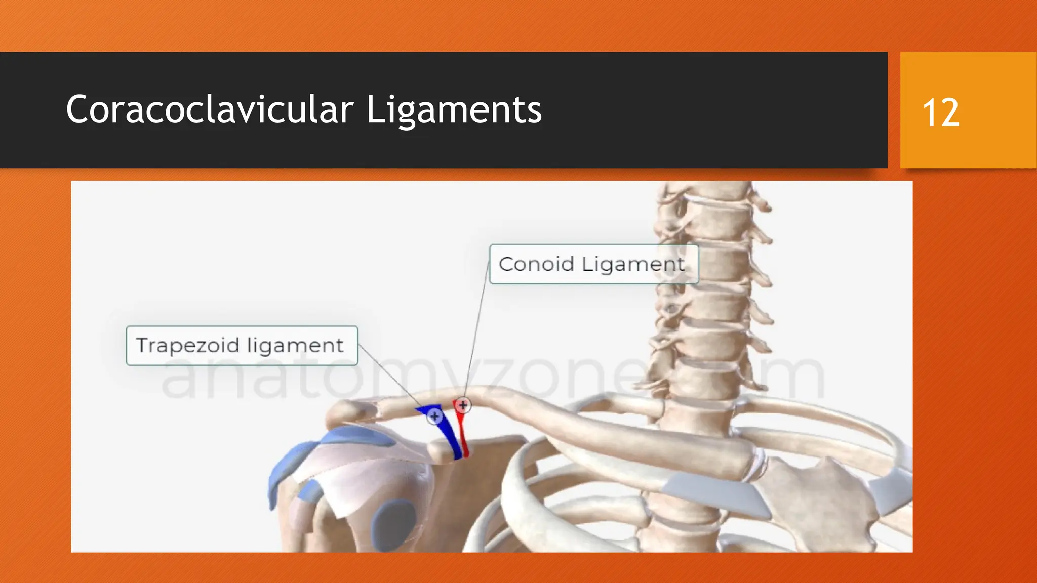 Anatomy of the Clavicle: Structure, Articulations & Muscle Attachments ...