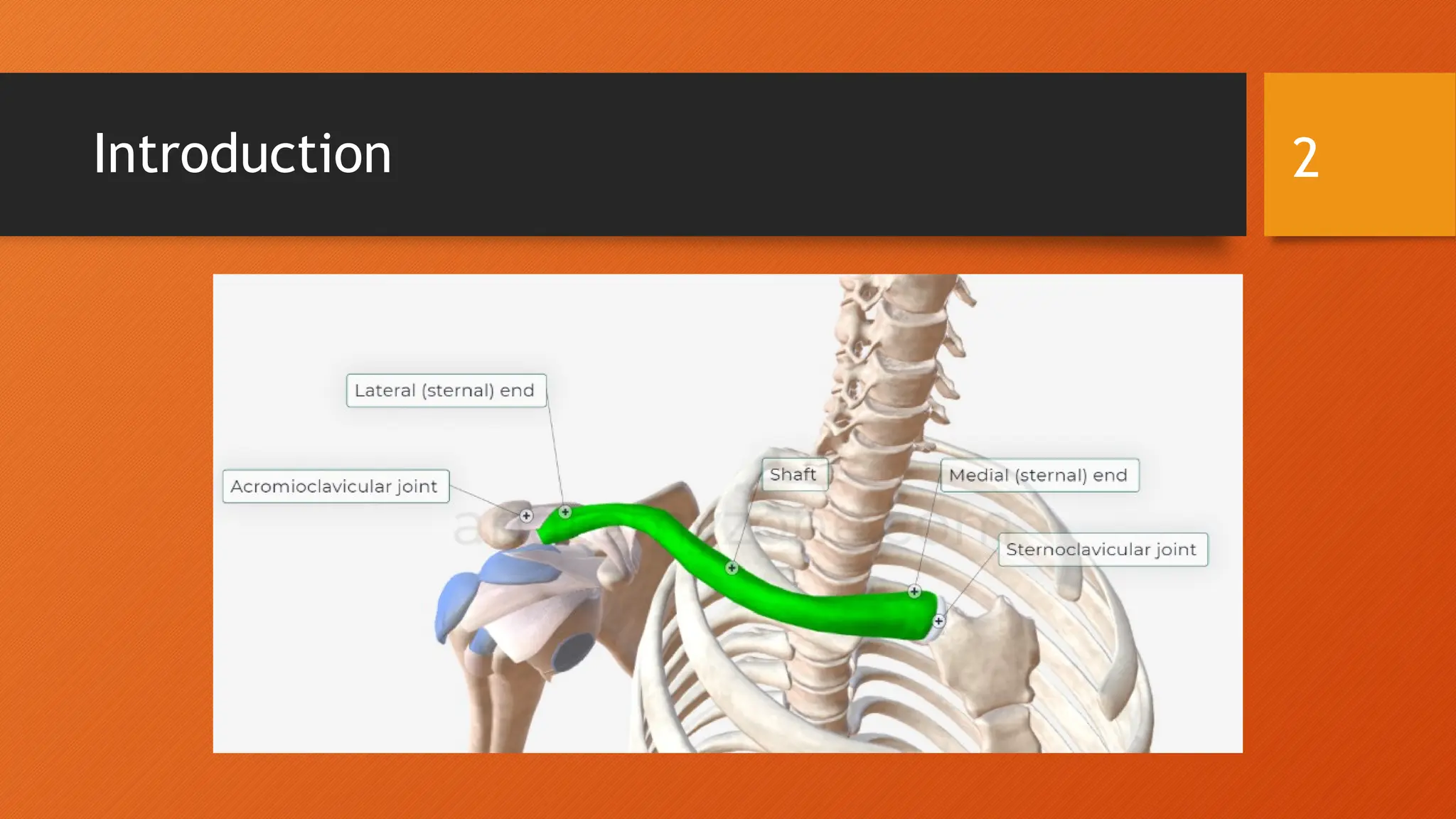 Anatomy of the Clavicle: Structure, Articulations & Muscle Attachments ...